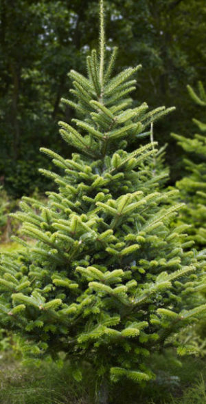Finest Grade Fraser Fir | Catsfield Christmas Tree Farm